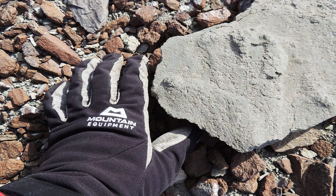 Dinosaur footprint discovered in Antarctica | Polar Journal