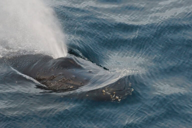 Humpback whales use their pectoral fins like barriers and spoons ...