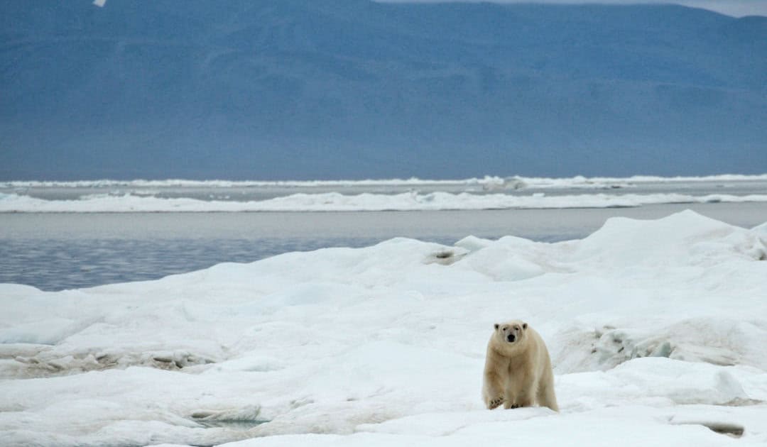 Greenland polar bear populations have been retreating for 20 000 years ...