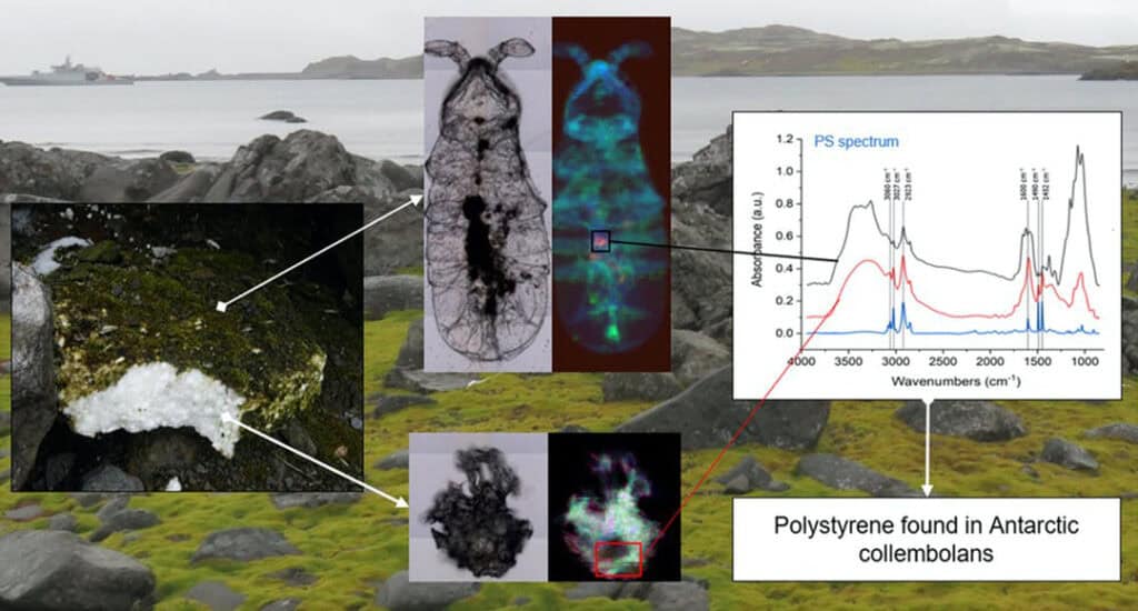 Microplastic in Antarctic soil animals | Polar Journal