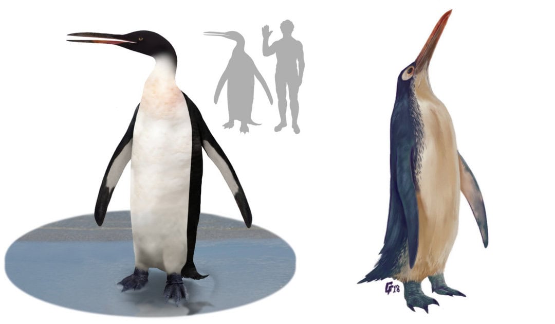 Penguin-like bird lived in the northern hemisphere | Polar Journal