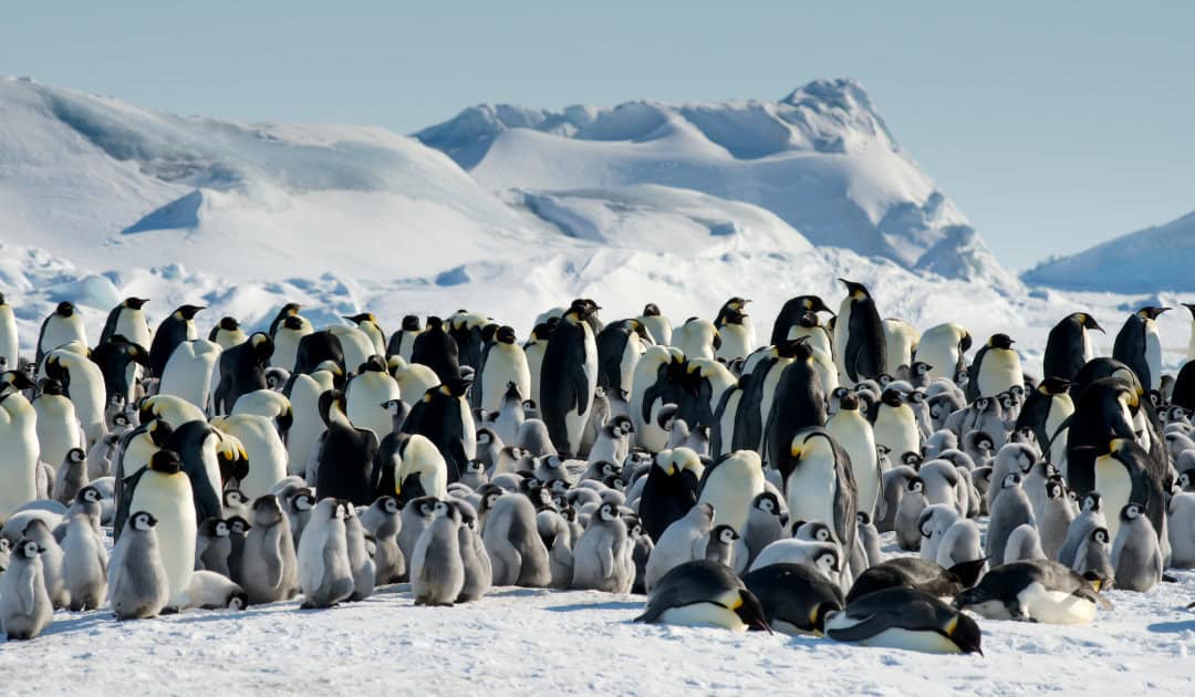 New emperor penguin colonies discovered from space | Polar Journal