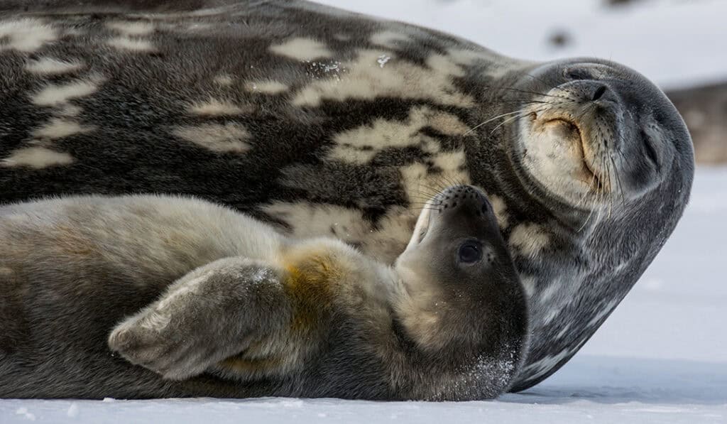Evolution of swimming styles in seals | Polar Journal