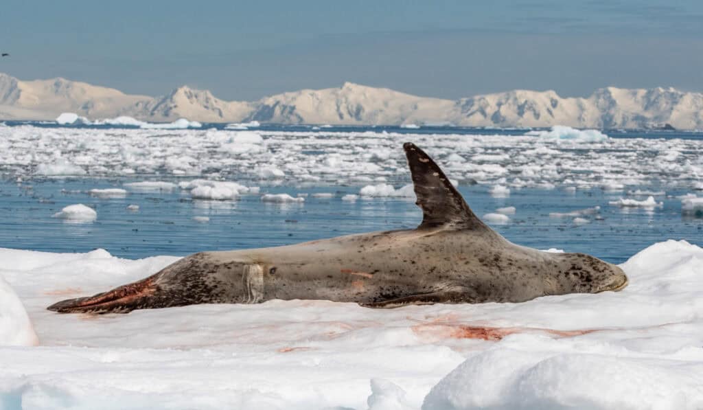 Evolution of swimming styles in seals | Polar Journal