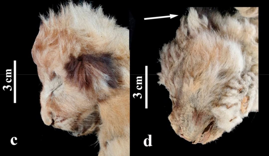 'Sparta' - the best preserved ice age animal | Polar Journal