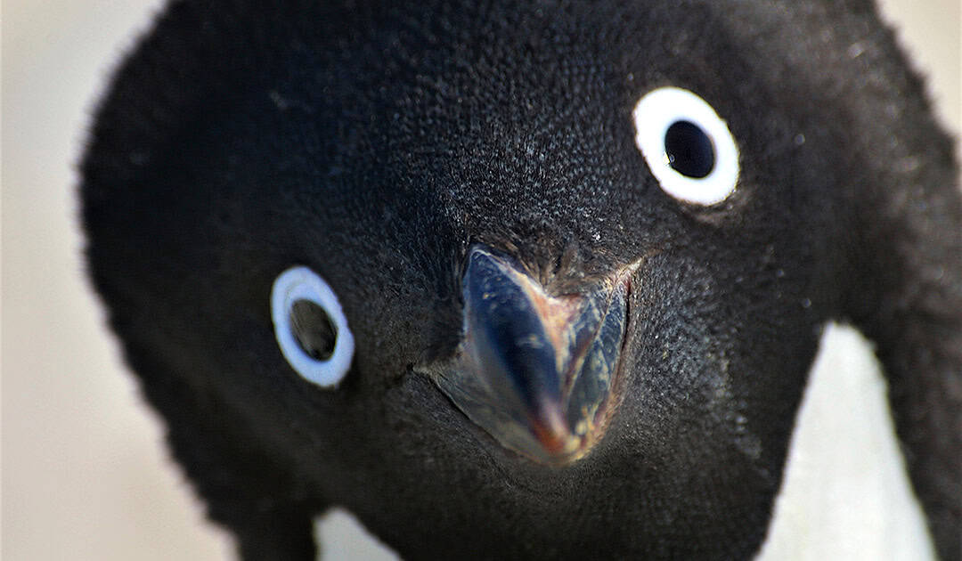 The life of Adelie penguins | Polar Journal