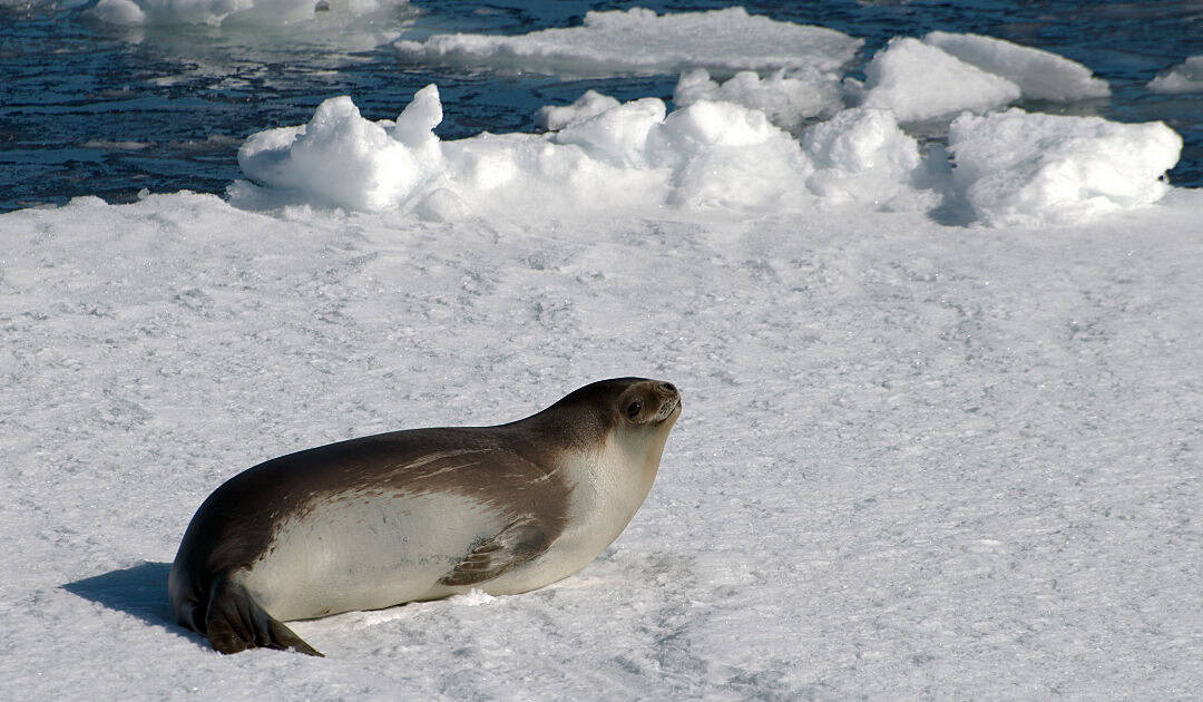 Study discovers more questions around mysterious Ross seal | Polar Journal