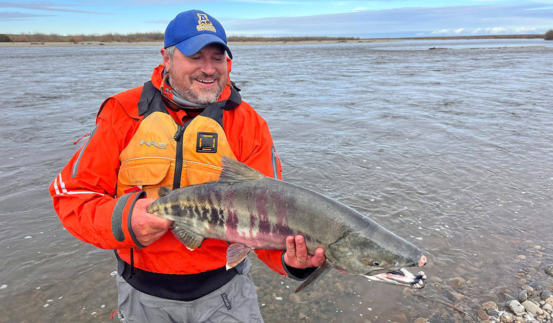 Research confirms spawning chum salmon in rivers in Alaska's Arctic ...