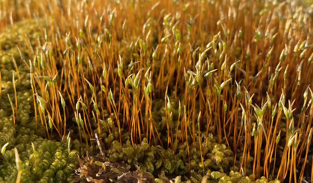 Apparition de la reproduction sexuée chez une mousse en Antarctique ...