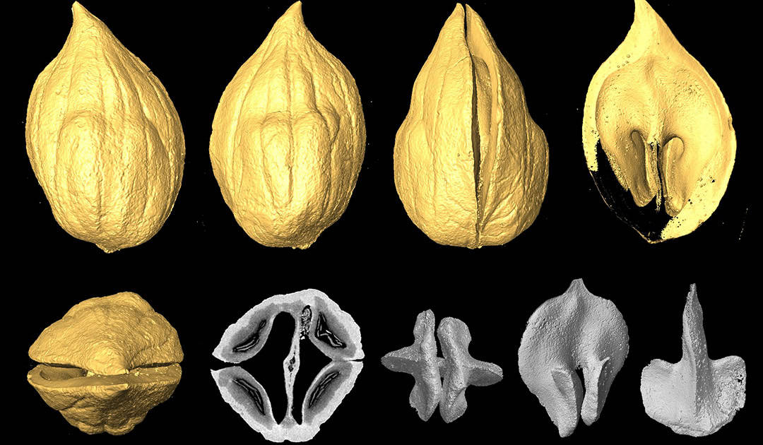 Fossil forest in Canada's Arctic: Three new extinct walnut species ...