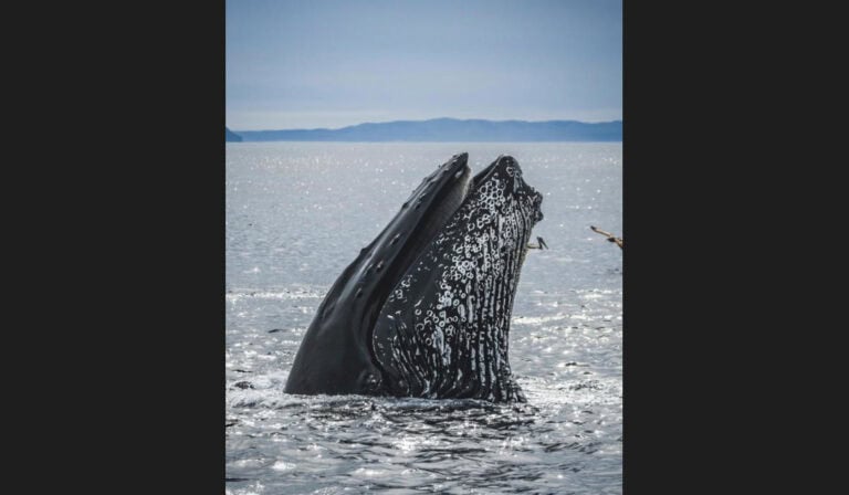 The Polar Retrospective - Competition for krill, new influence Arctic ...